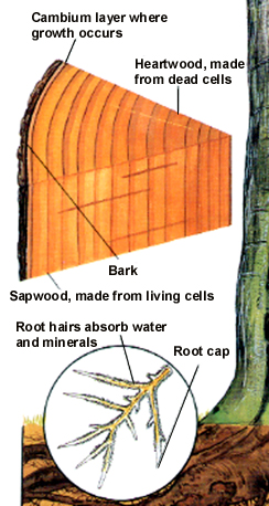 » How Does a Tree Grow | The Friesner Herbarium